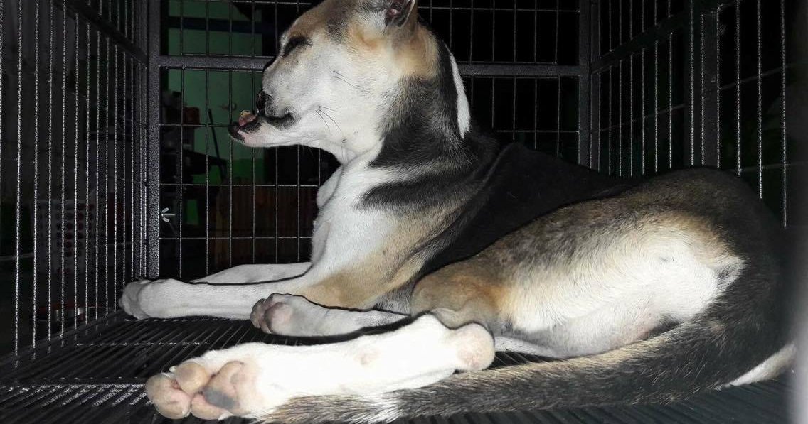 Surgery update on mutilated dog with missing snout | PhillyVoice