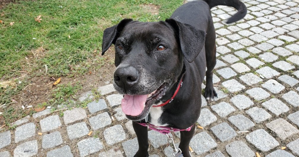 Meet Sweet Dee, our new Pet of the Week! | PhillyVoice
