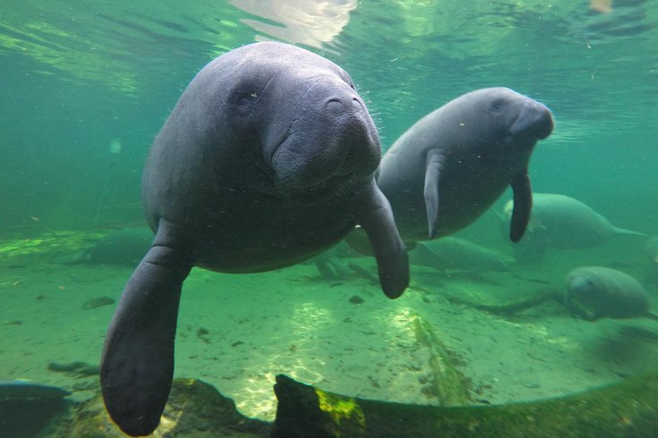 Manatee found dead, washed up on a Cape May County beach | PhillyVoice