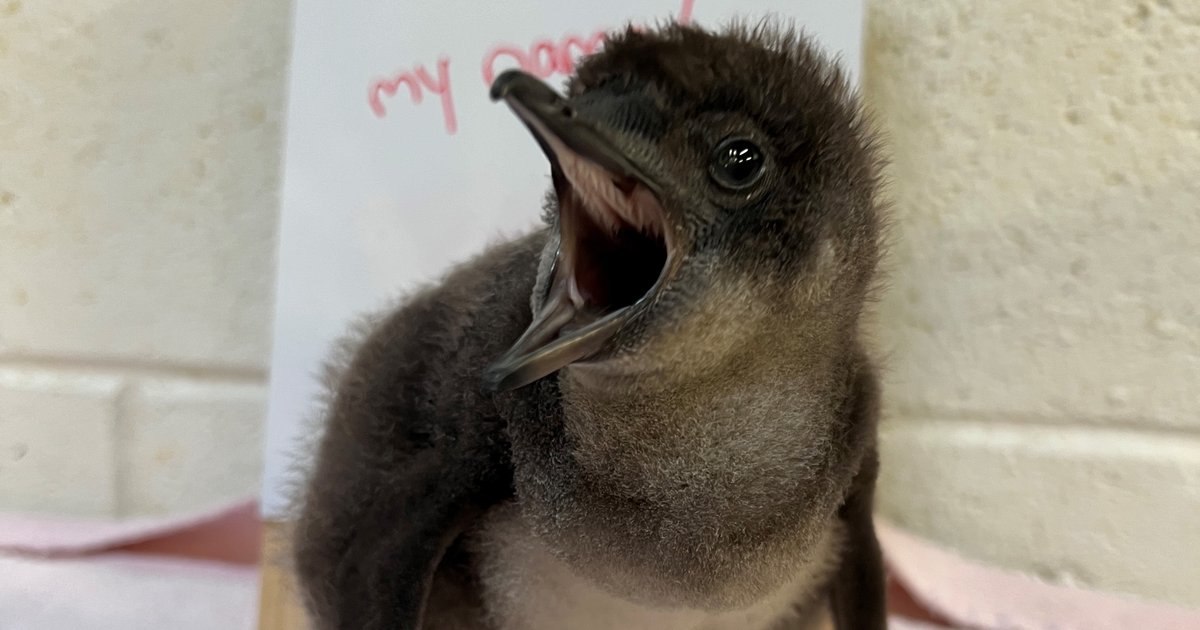 Vote to name Adventure Aquarium's newest baby blue penguin | PhillyVoice