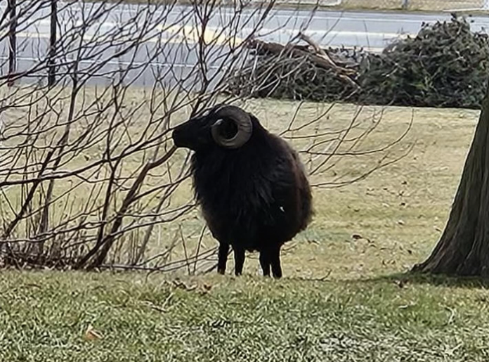 Ram Animal Golden Ram The RuneScape Wiki