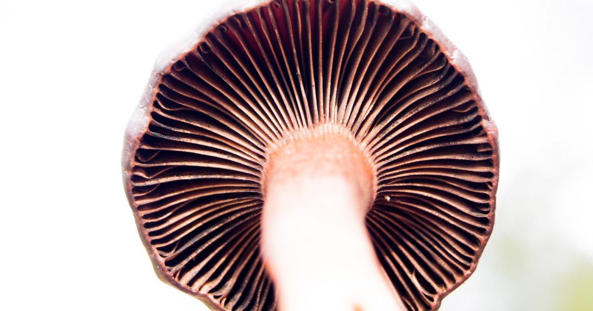 'Fantastic Fungi' documentary narrated by Brie Larson to be screened in ...