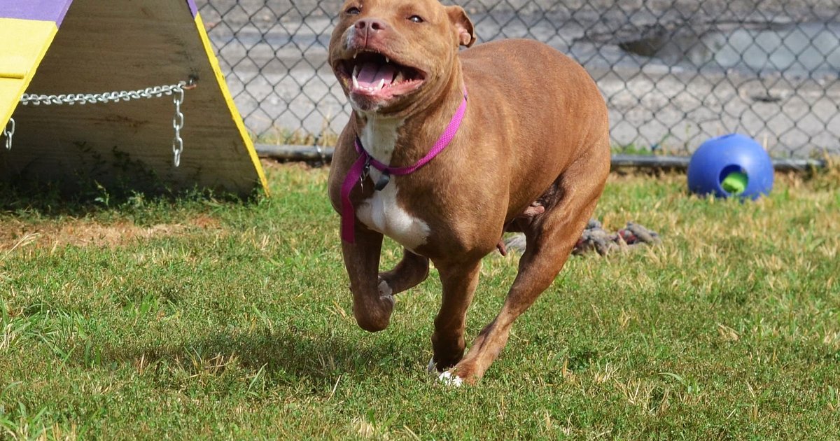 Rescue Me: Candy Corn | PhillyVoice