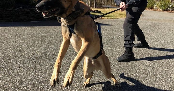 Dog-product inventor teams up with trainers who take rescues and turn ...