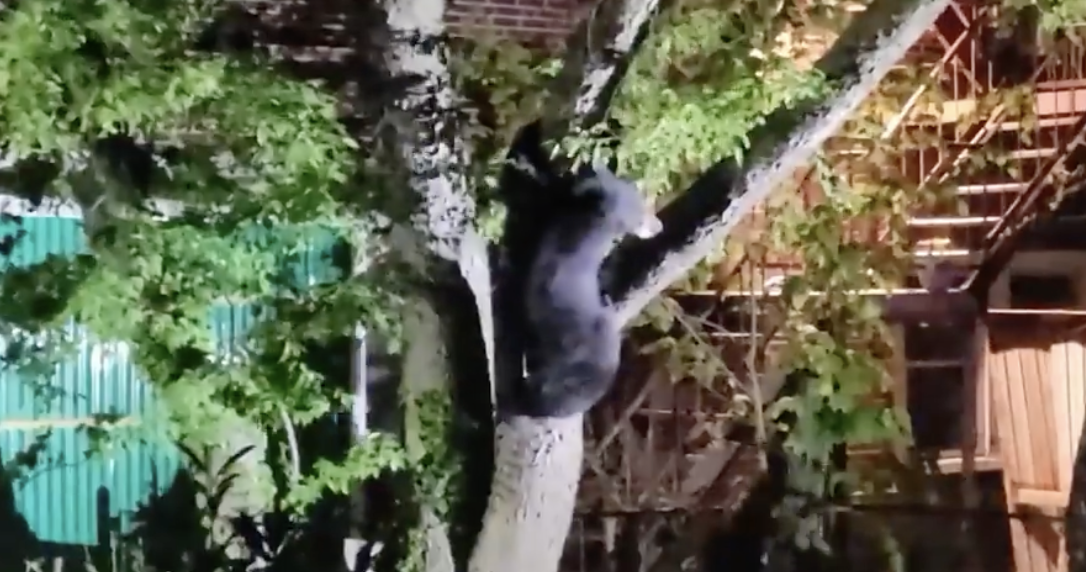 Capture of black bear in Delaware County yard recorded on video ...