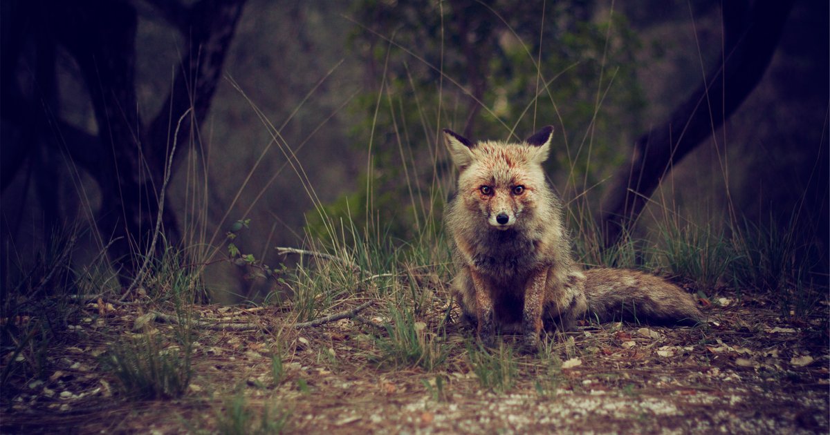 Rabid 'zombie' fox bit Burlington County man | PhillyVoice