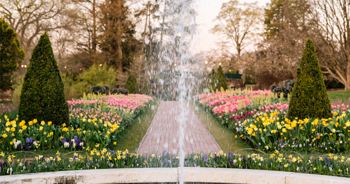 Spring Blooms returns to Longwood Gardens as tulips lead a display of ...