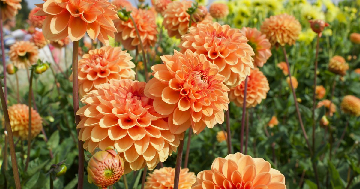Dahlia flower petals may help treat, prevent diabetes by managing high ...