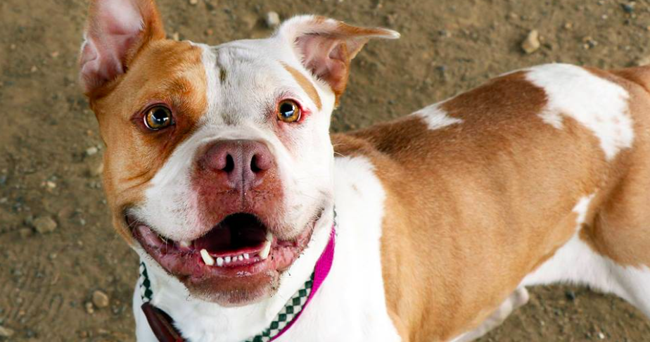 ACCT Philly kennel space 'completely full' as big dog adoption fees ...