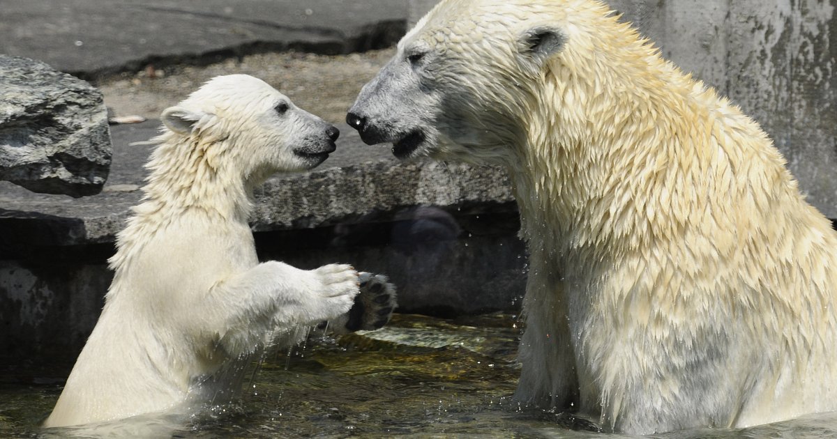 Study: 1 in 6 species could face extinction from global warming ...