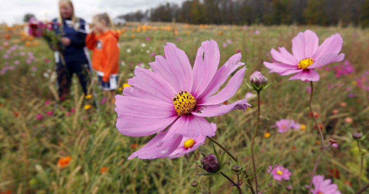 Slow flower movement blooms | PhillyVoice