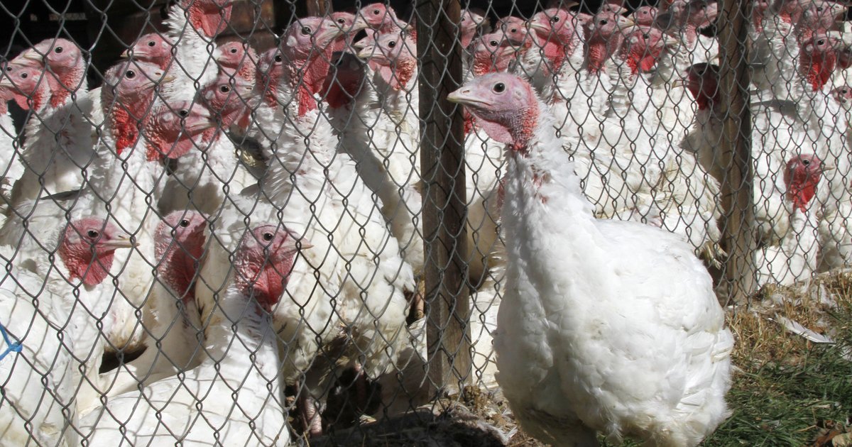 Pennsylvania puts quarantine on poultry coming from states with bird ...