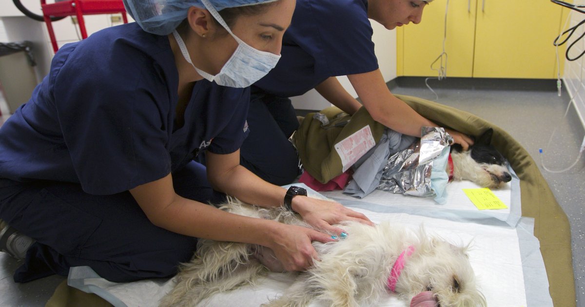 Dog infects humans with plague | PhillyVoice