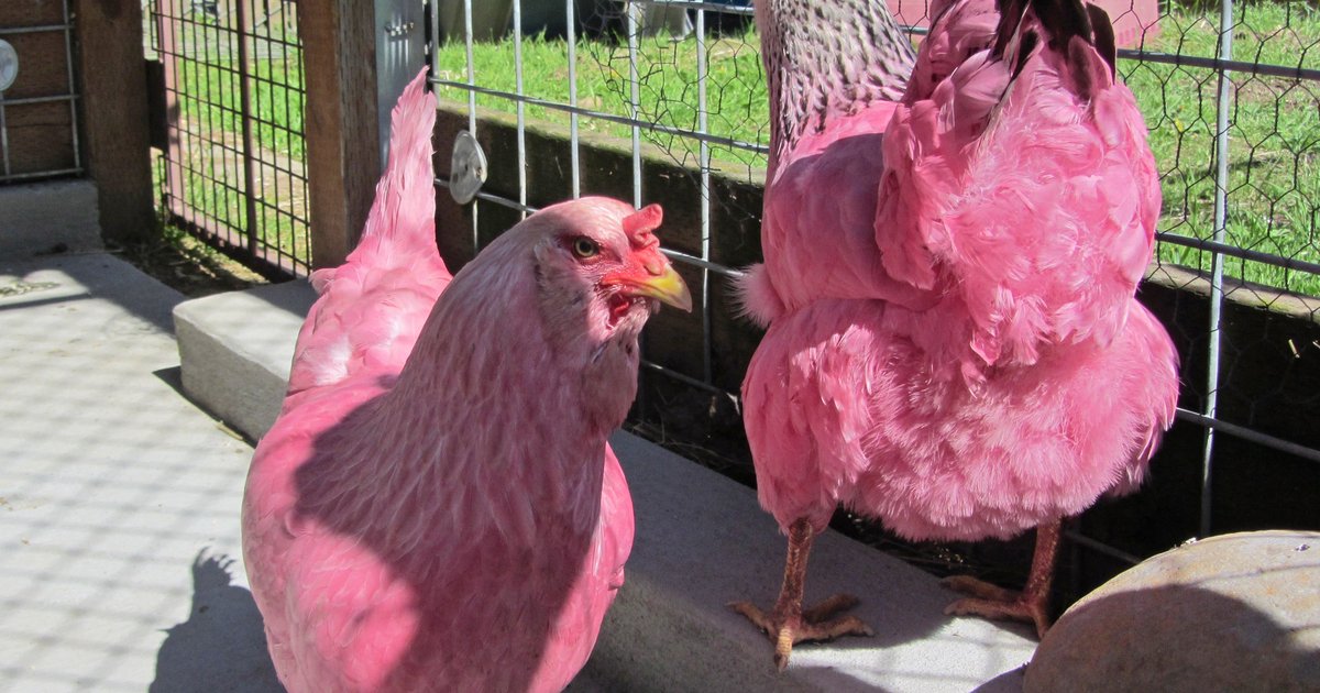 Portland prankster admits he dyed his chickens pink | PhillyVoice