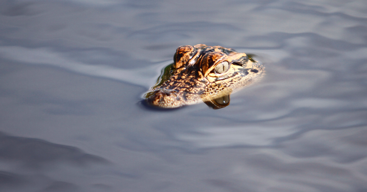 Responders find alligator after fire in Northeast Philly | PhillyVoice