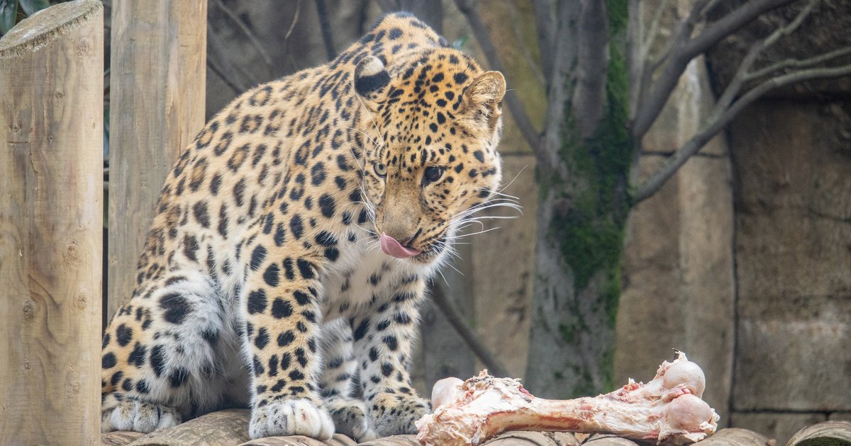 Philadelphia Zoo adds new tiger, leopard as part of endangered species ...