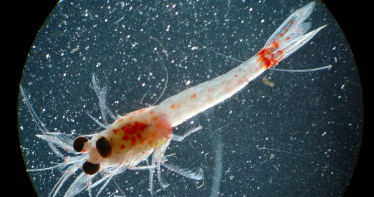 Invasive 'bloody red shrimp' species found in Pennsylvania for first ...