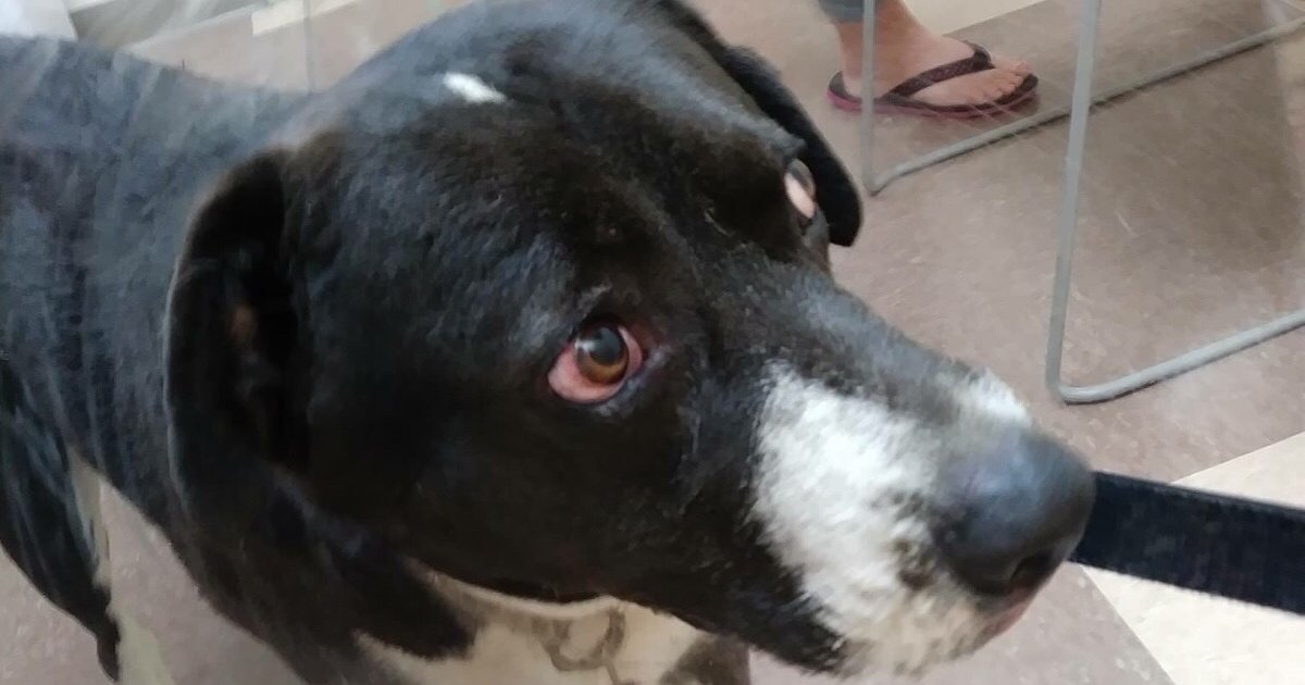 Dog who survived Pa. home explosion returns alive to property | PhillyVoice