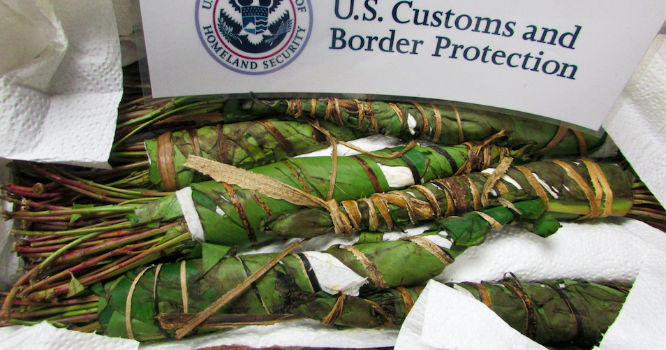 Philadelphia officials seize $18,000 of khat en route to Minnesota ...