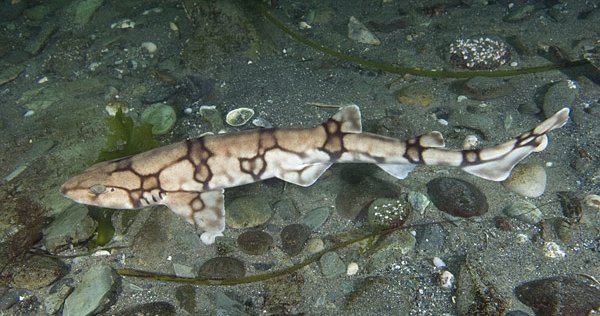 River Alive! Nights: Pet a shark at Independence Seaport Museum ...