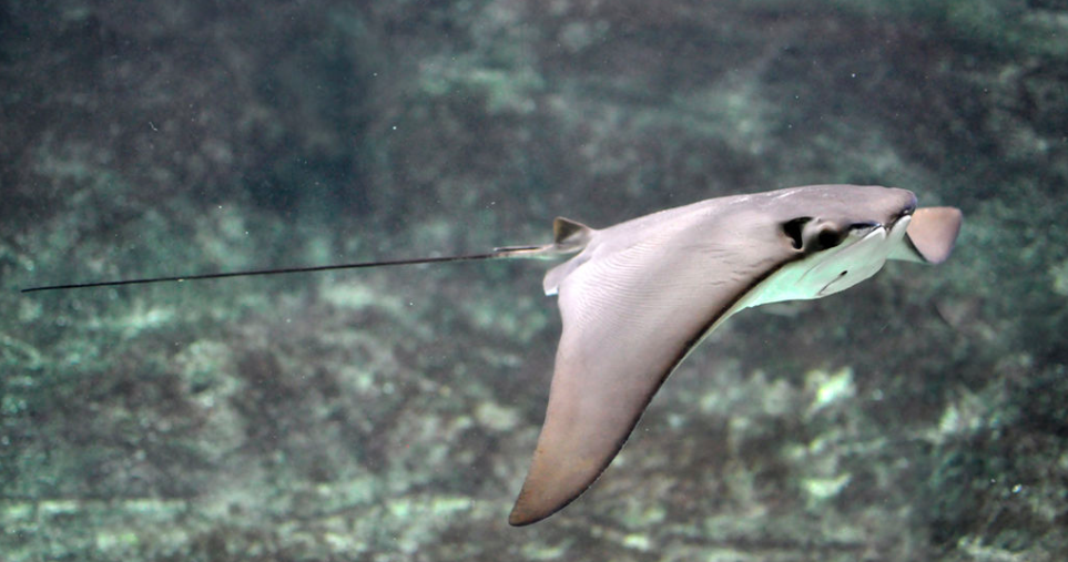 Jersey Shore fisherman gets rare sting from cownose ray | PhillyVoice