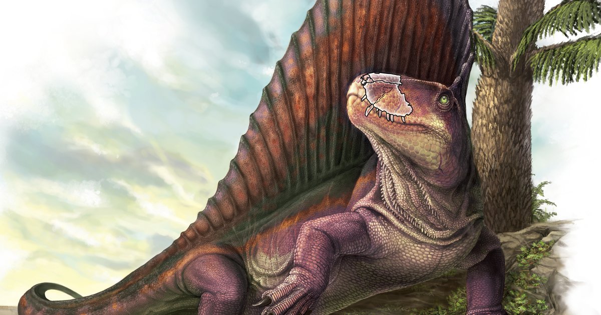 Academy specimen provides new insight on Dimetrodon range | PhillyVoice