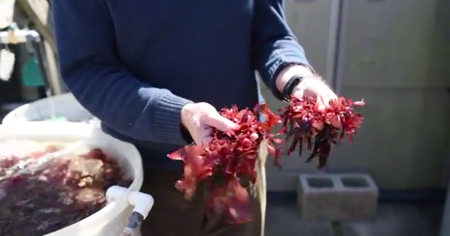 Researchers discover nutritional seaweed that tastes like bacon ...