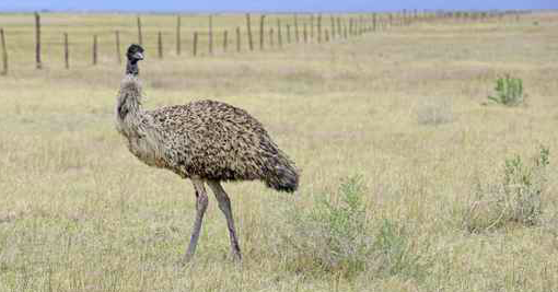 Fugitive emu captured in Delaware after months on the loose | PhillyVoice