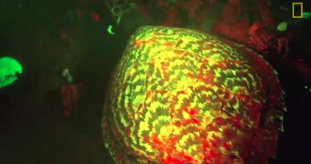 WATCH: Divers find biofluorescent sea turtle | PhillyVoice