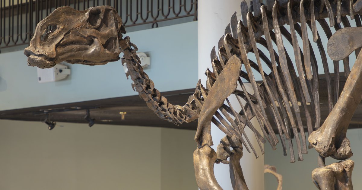 Hadrosaurus skeleton back on display at Academy of Natural Sciences ...