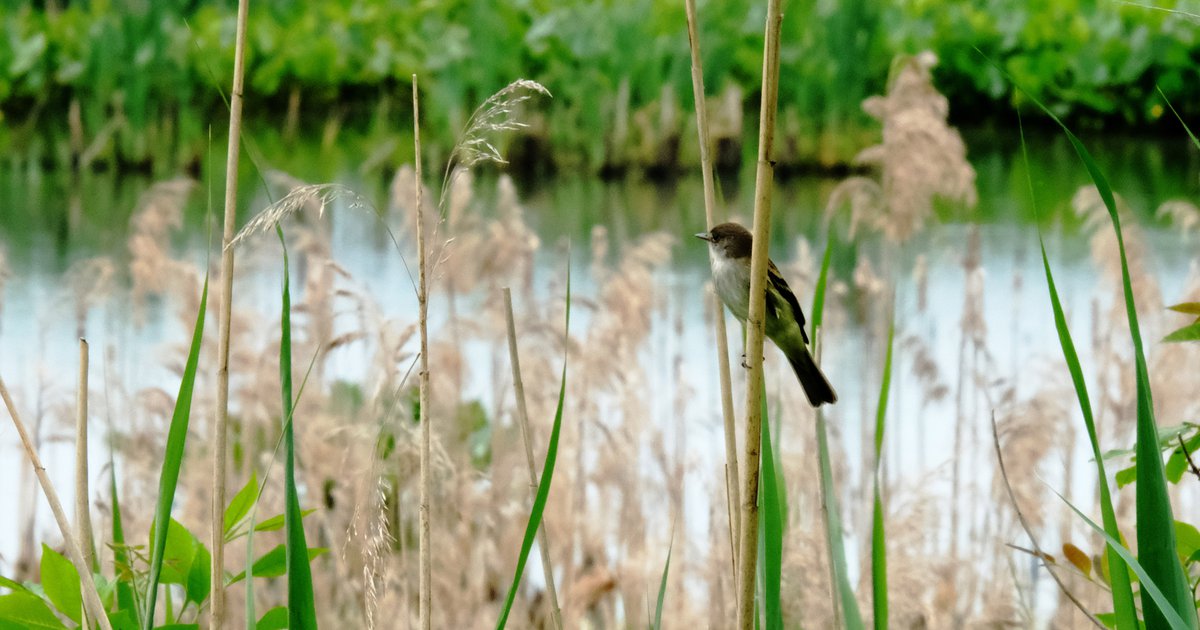 Top places to birdwatch in our region | PhillyVoice