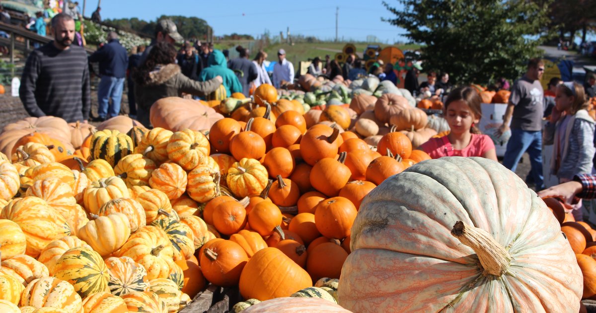 Five local pick-your-own spots to find the perfect pumpkin | PhillyVoice