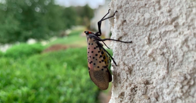 Pennsylvania expands spotted lanternfly quarantine as spring hatch ...