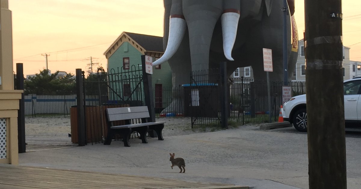 The story behind this summer's 'rabbit explosion' at the Jersey Shore ...