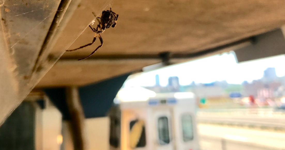 'Nightmarish number of huge spiders' are scaring SEPTA commuters at one ...