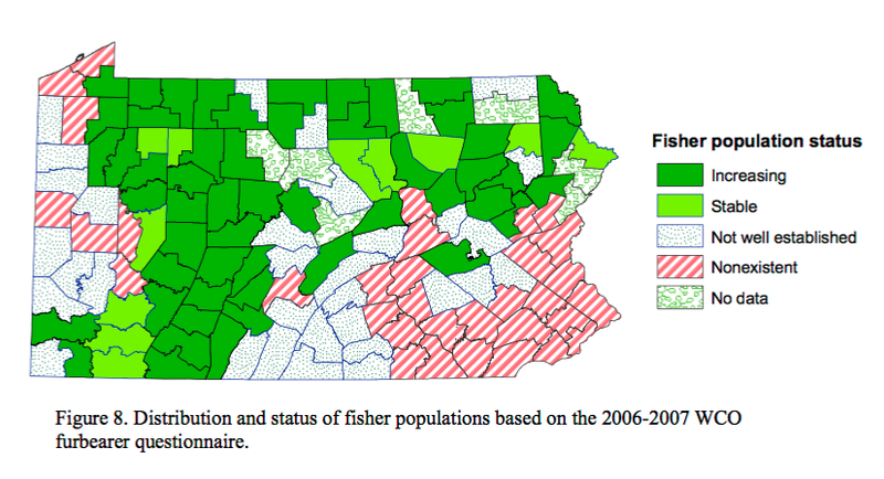 'Extinct' furry predator making a comeback in Pennsylvania | PhillyVoice