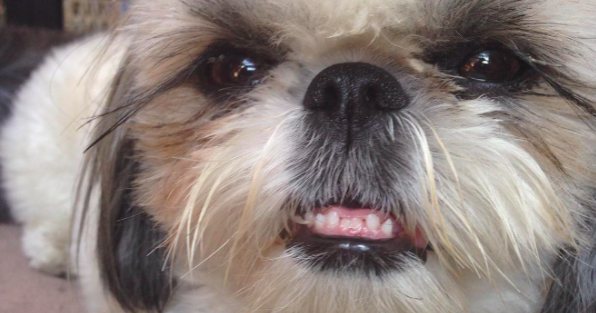 The life of an Instagram-famous dog | PhillyVoice