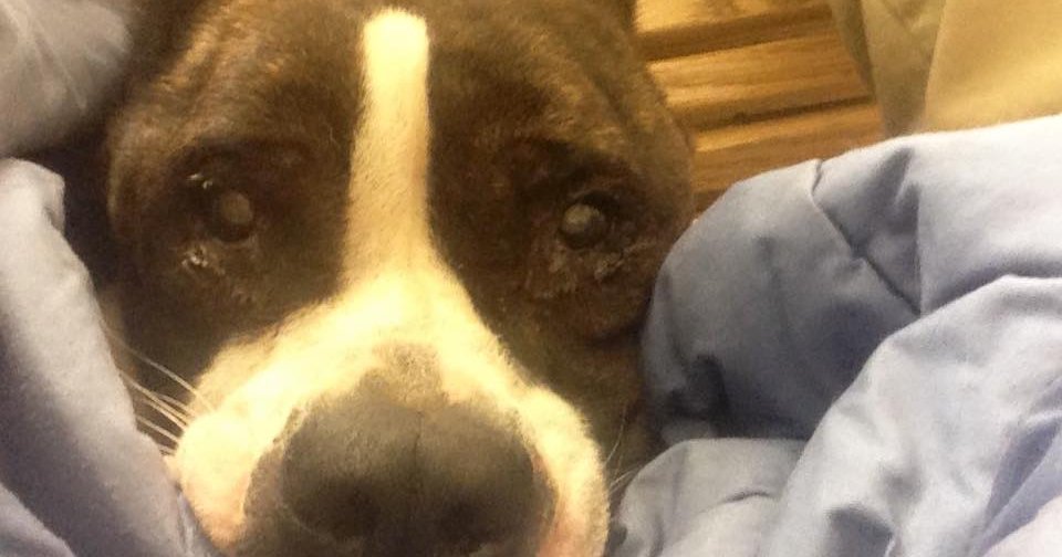Puppy found frozen to death, second dog dies later in Atlantic County ...