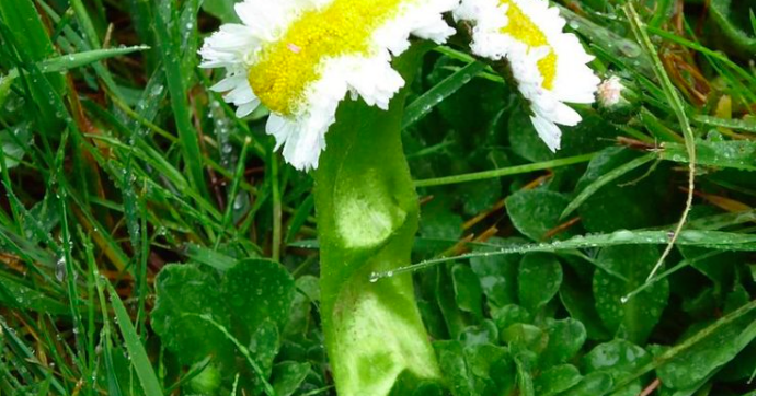 Mutant daisies sprout in region of Fukushima disaster | PhillyVoice