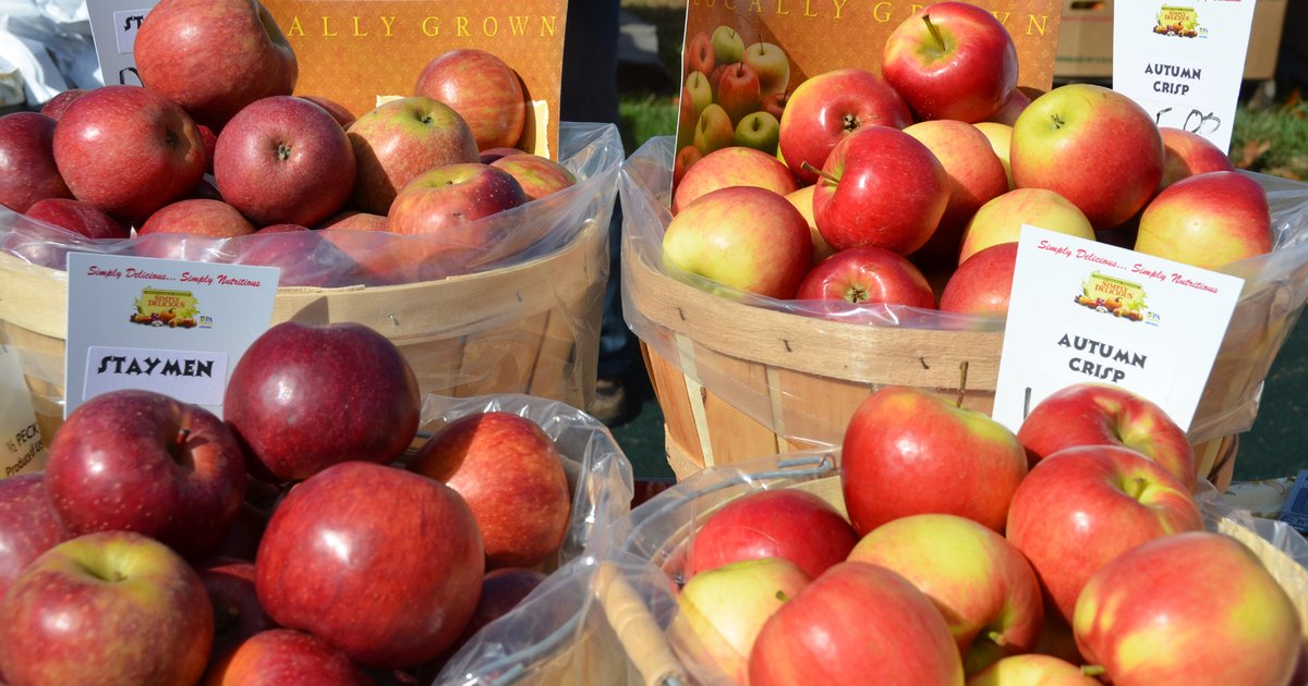 Take a bite out of the 42nd Annual Apple Festival | PhillyVoice