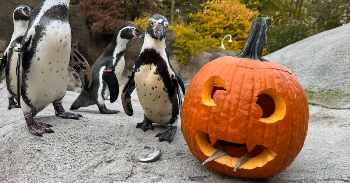 Boo at the Zoo returns for three weekends of Halloween fun | PhillyVoice