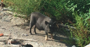 WATCH: Citizens capture stray pig running wild in South Philly ...