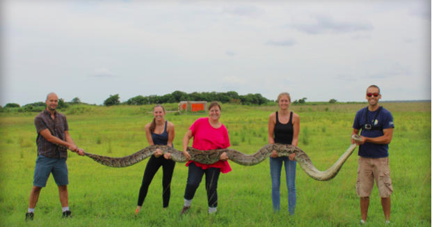 Gigantic pythons captured, euthanized in Everglades and rural Missouri ...