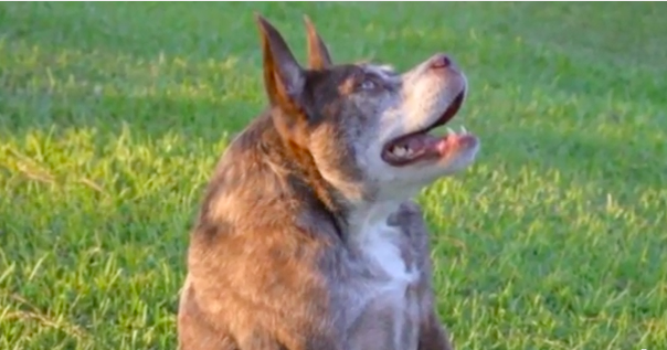 Quasi Modo named The World's Ugliest Dog | PhillyVoice