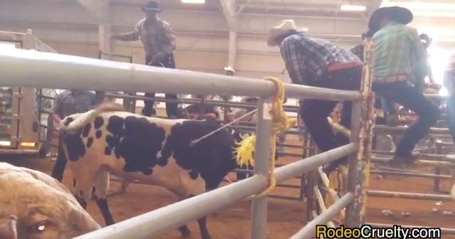 Animal rights group records alleged abuse at Gloucester County rodeo ...