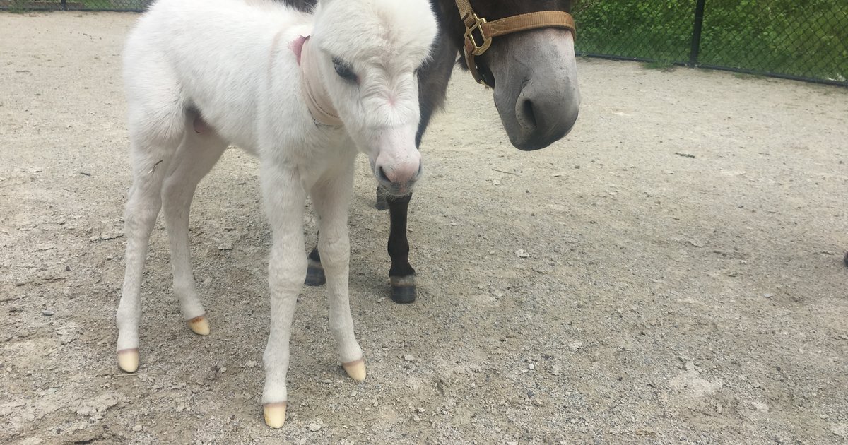 And Philly's new baby donkey will be named... | PhillyVoice