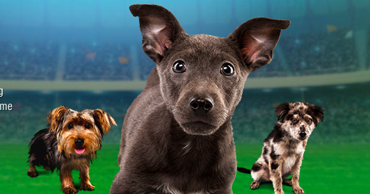 puppy-bowl-xi-team-ruff-vs-team-fluff | PhillyVoice