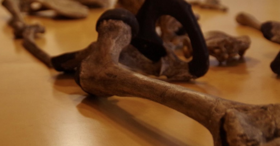 Research shows early humans had diverse body types | PhillyVoice