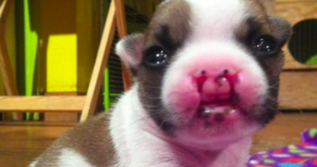 Five adorable local pets you need to follow | PhillyVoice