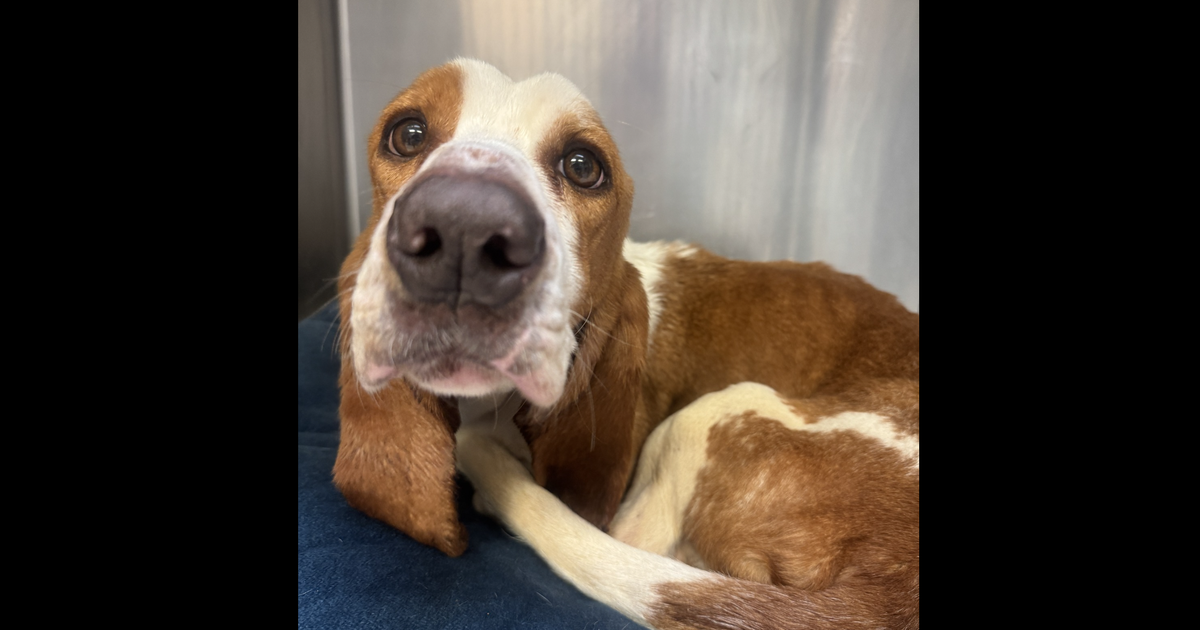 Abandoned basset hound rescued by couple in Kensington, PSPCA says ...